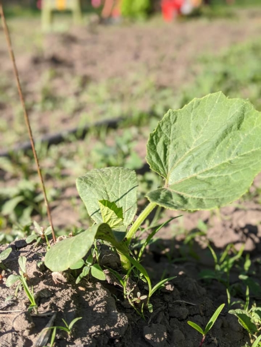 Culture – NHS College